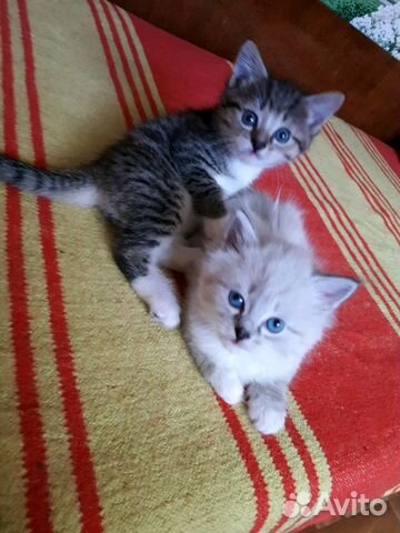 Обворажительные малыши ищут дом