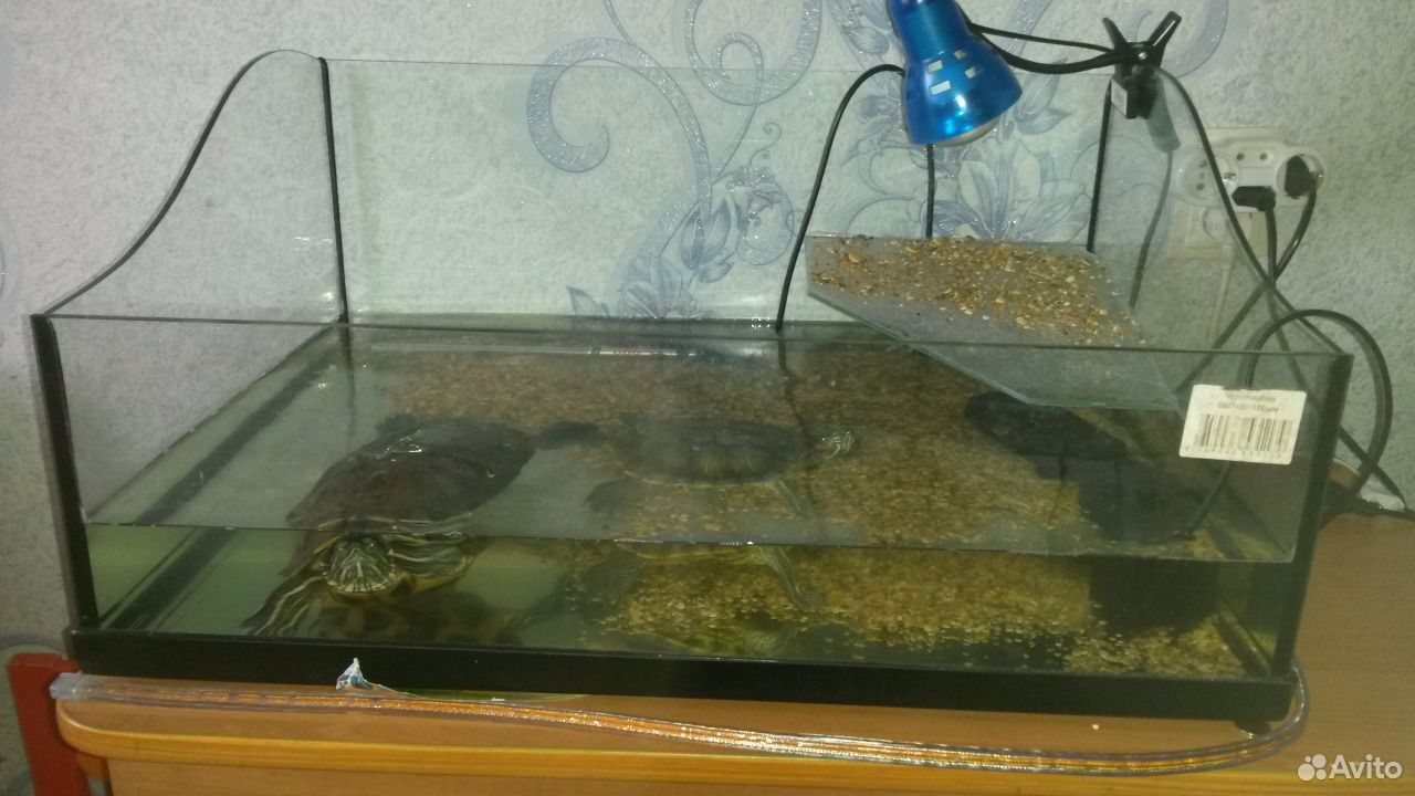 Продам красноухую черепаху с черепашником