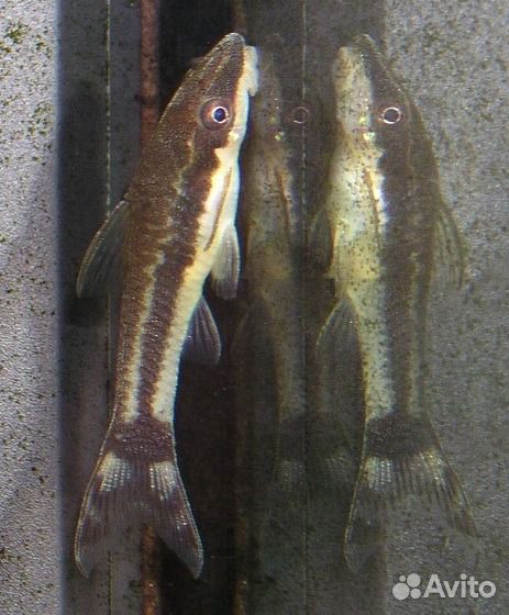 Отоцинклюс (сомик-водорослеед)