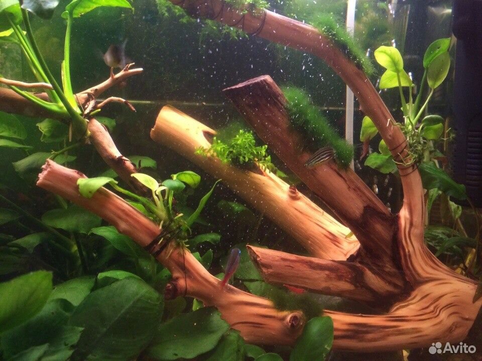 Коряги в аквариум,террариум.Мхи,анубиас