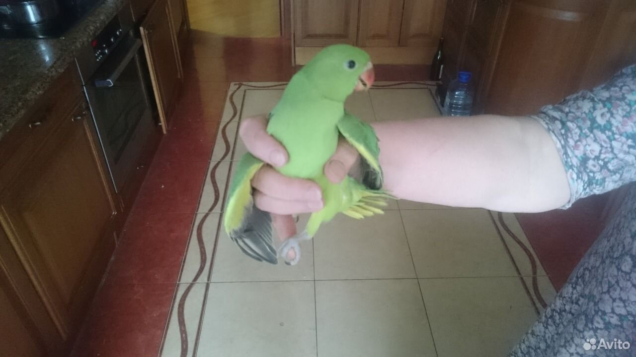 Птенец ожереловый
