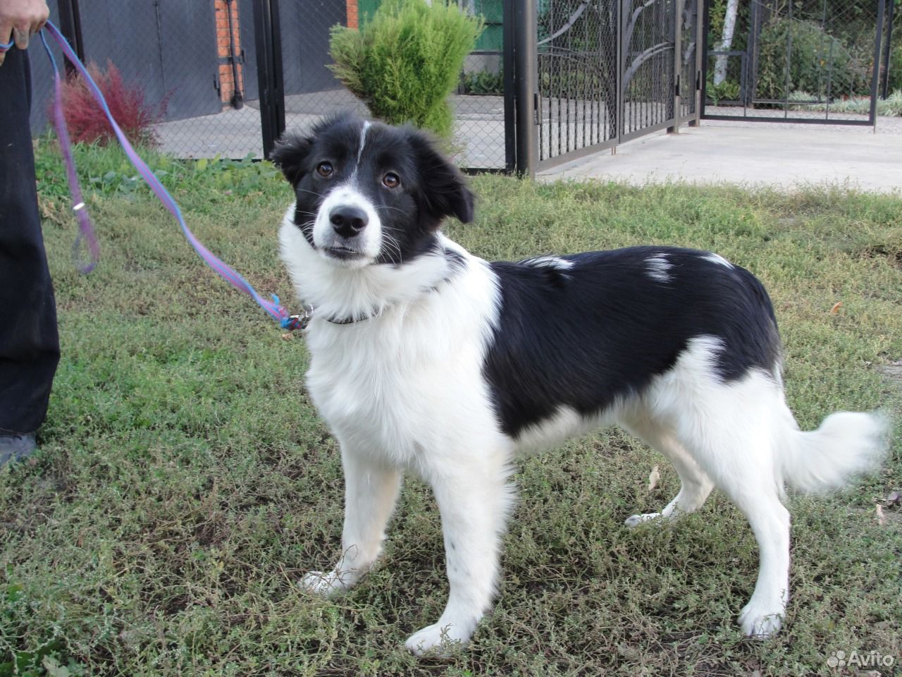 Патрик ждет хозяина