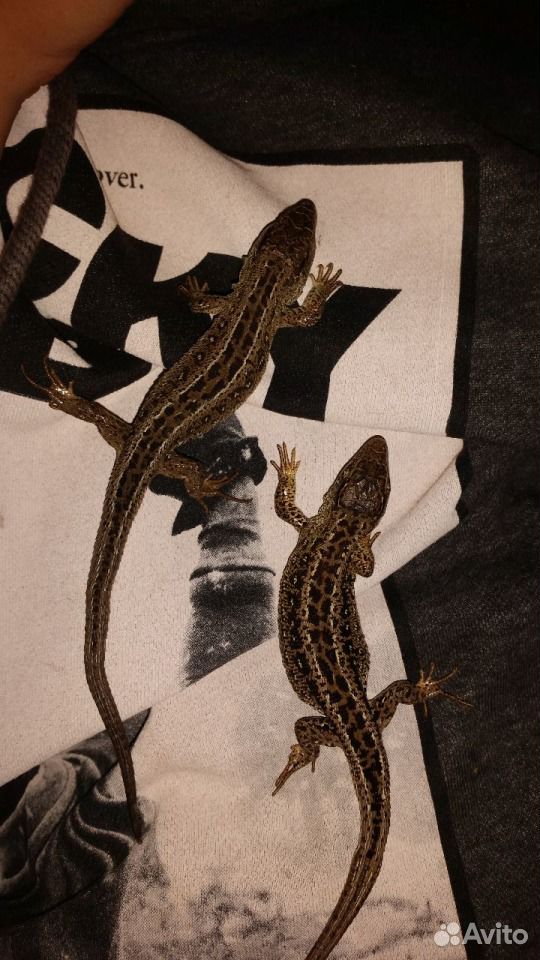 Ящерица прыткая