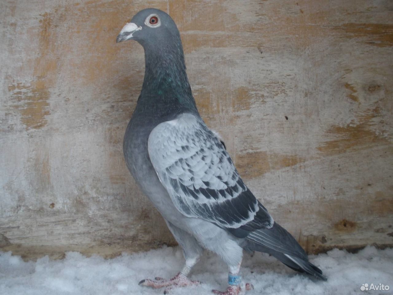 Спортивные голуби