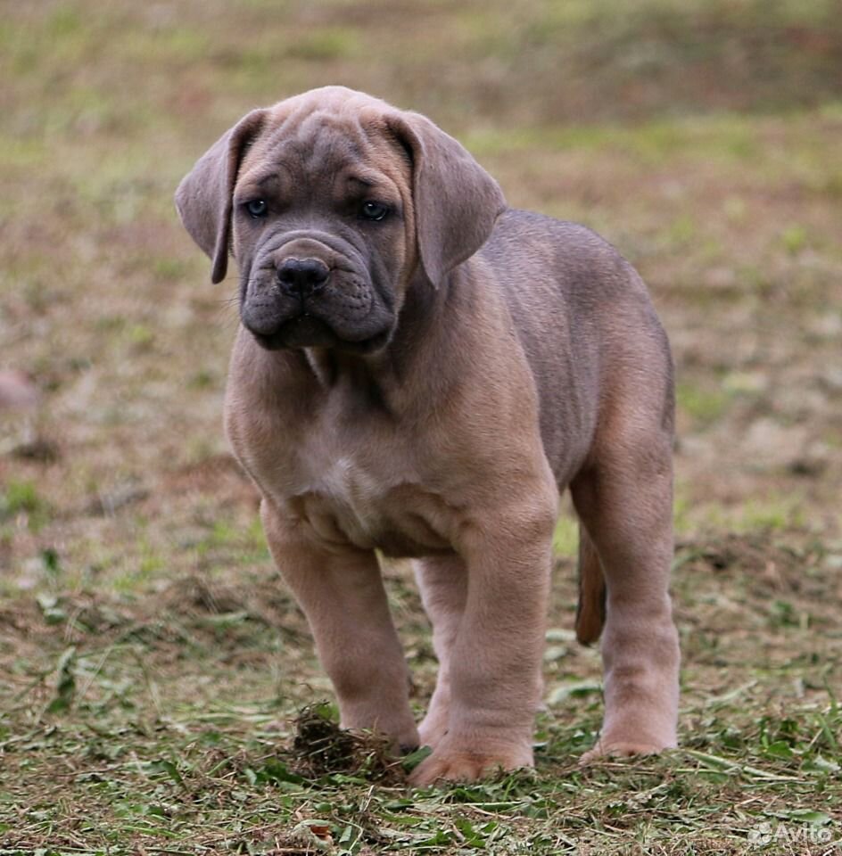 Fior Di Ferro Kennel