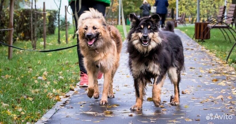 Батон и Элис мечтают о доме