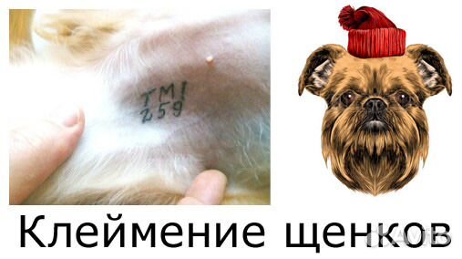 Гриффончики щенки. клеймение