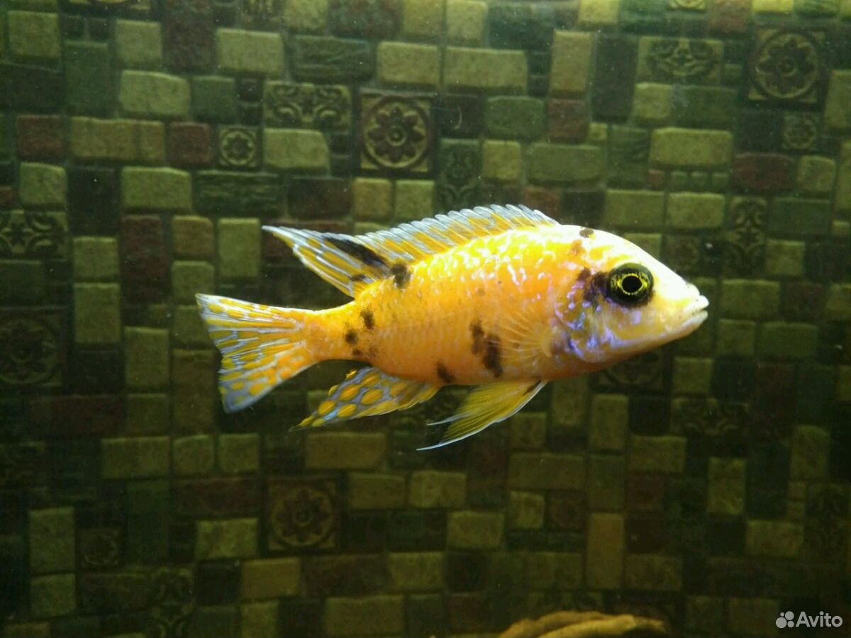 Аулонокара