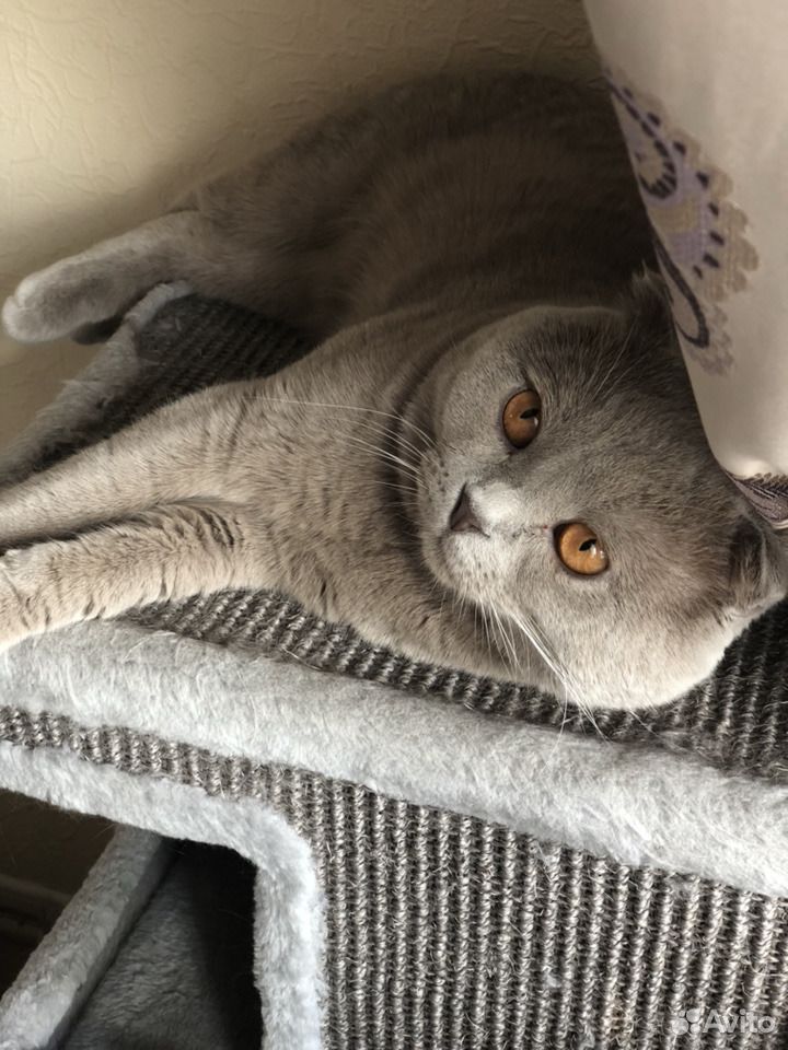 Вязка с шотландским вислоухим котом