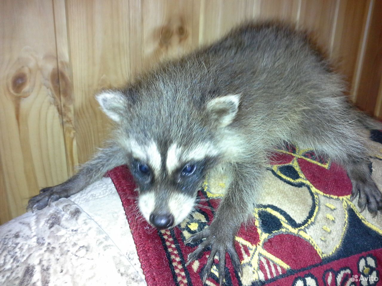 Енот, писец, лис,хорек, сурок, лисята, енотики