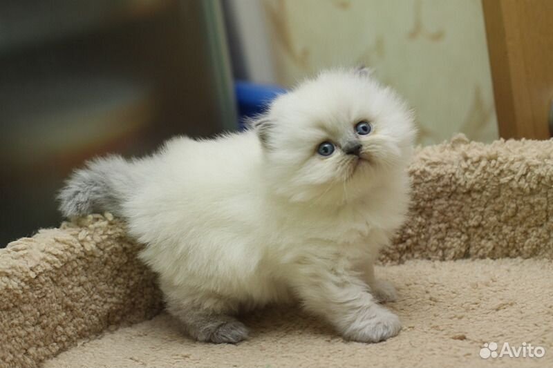 Британская чудо-девочка