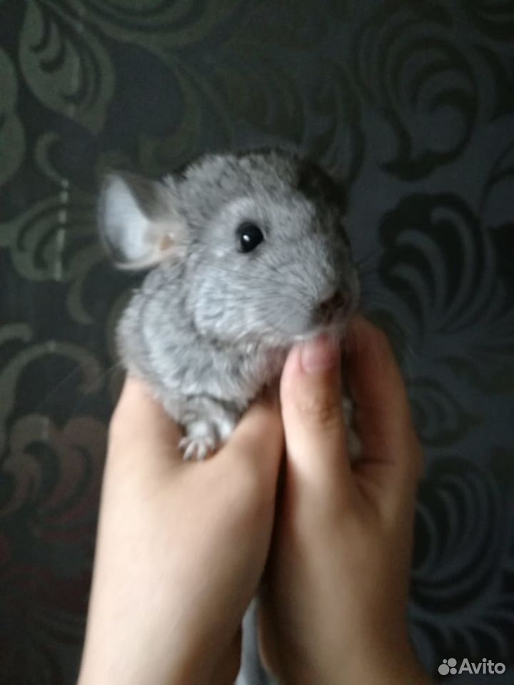 Щенок шиншиллы девочка (2,5 месяца)
