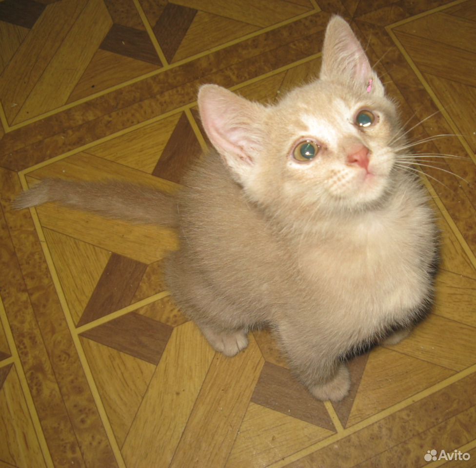 Рыжий Кося