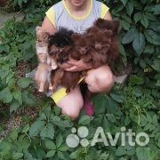 Шпиц шоколад Ки для Вас