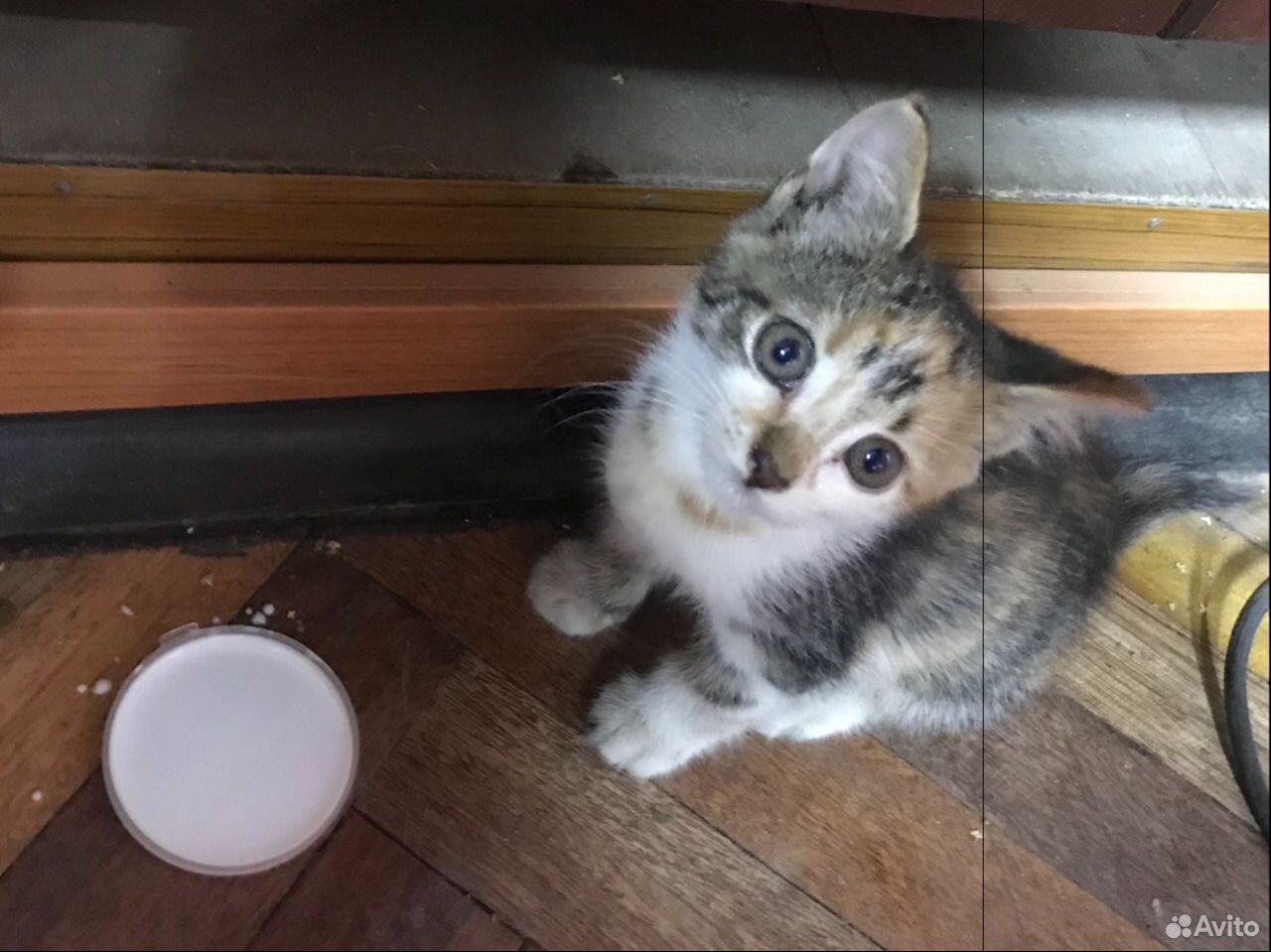 Отдам котёнка/Помогите пристроить котёнка