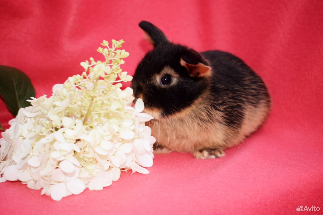 Карликовый черно огненный кролик. Питомнкик. Видео