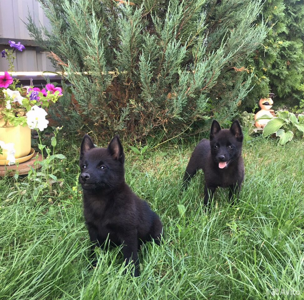 Мальчик и девочка схипперке