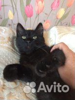 Котенок Яша