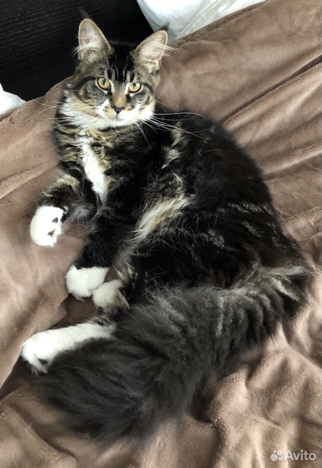 Харизматичная куночка