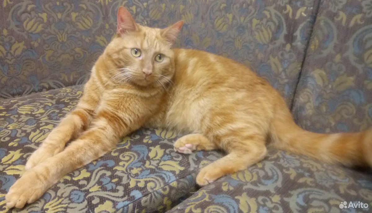 Рыжик ждёт хозяина