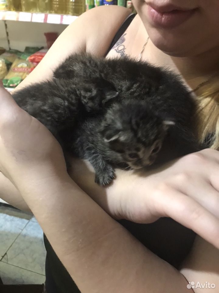 Отдам котенка