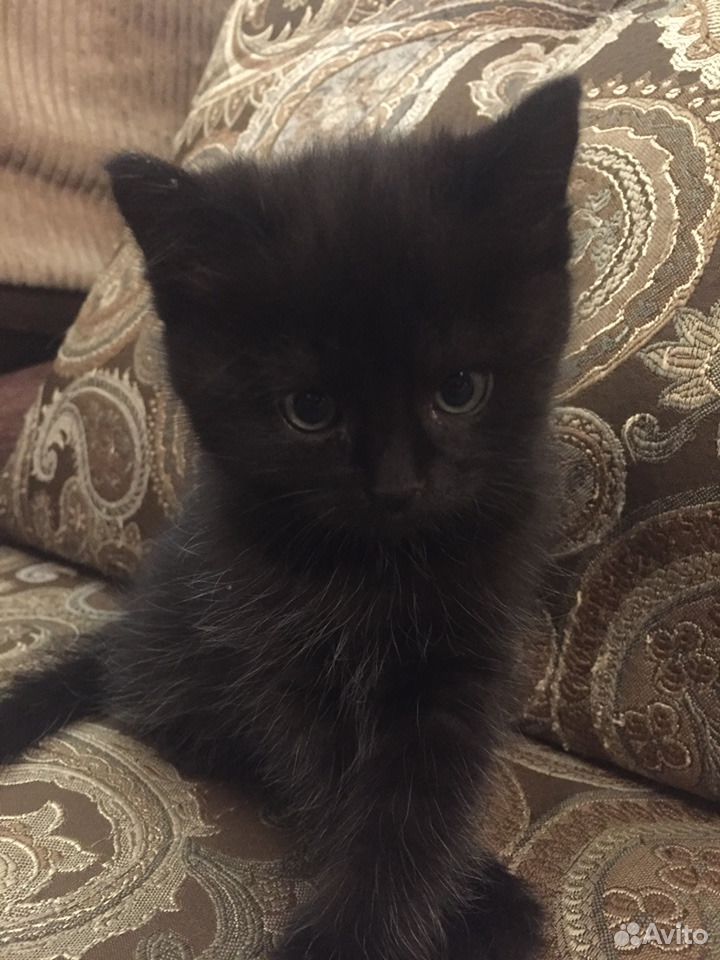 Чёрный котёнок(девочка)
