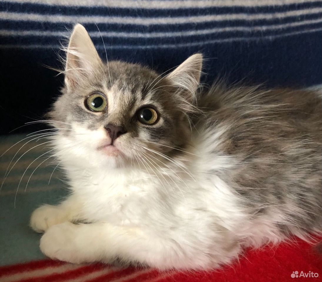 Котенок Симочка в добрые руки