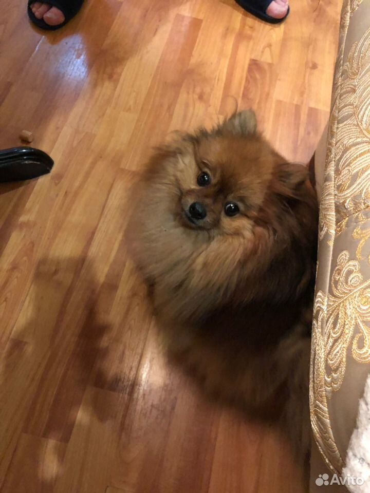 Немецкий шпиц девочка ищет мальчика