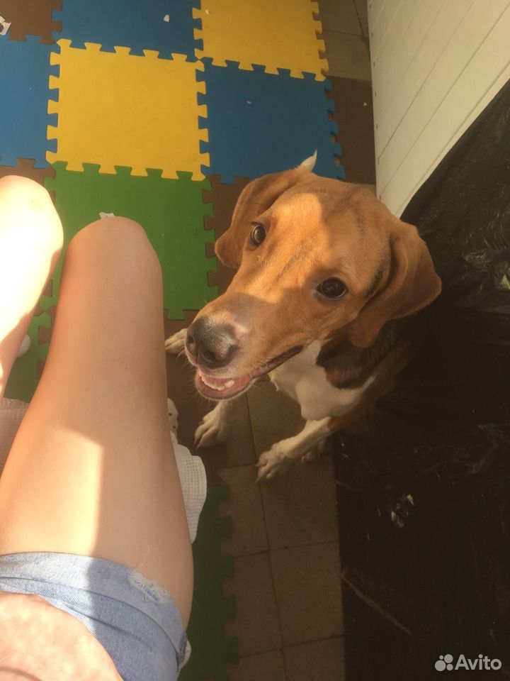 Щенок русской гончей