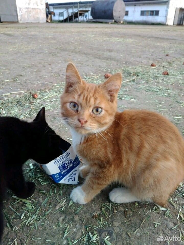 Два метиса британца, 3 месяца