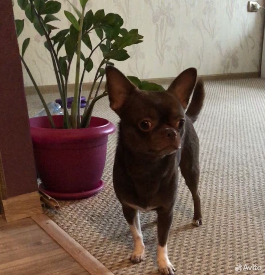 Чихуахуа вязка