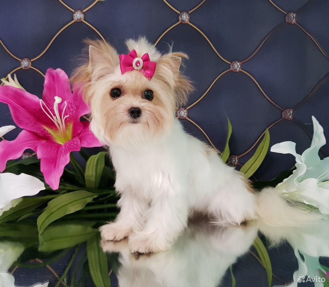 Мини девочка