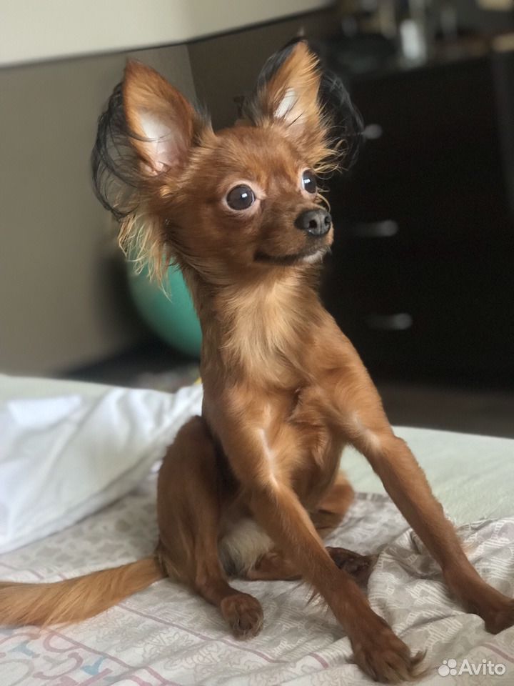 Той-терьер для вязки