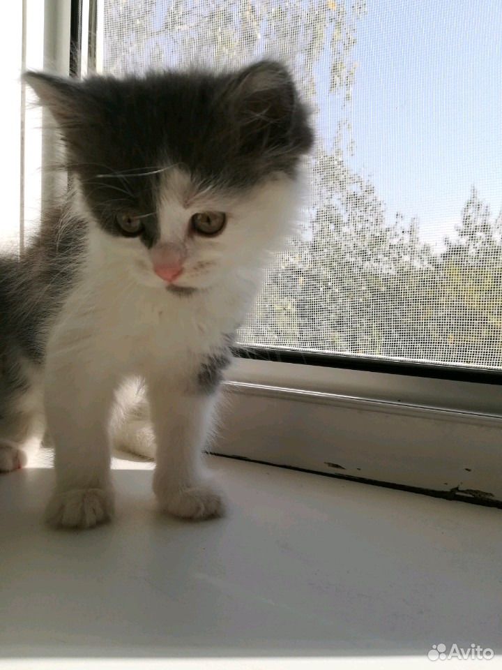 Котенок 1.5 месяца