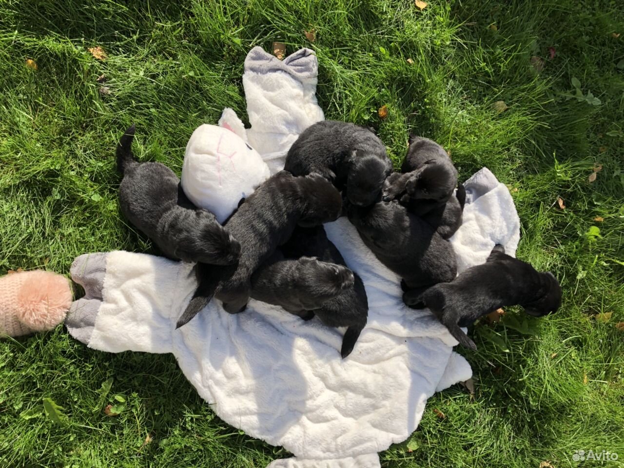 Щенки лабрадора метис