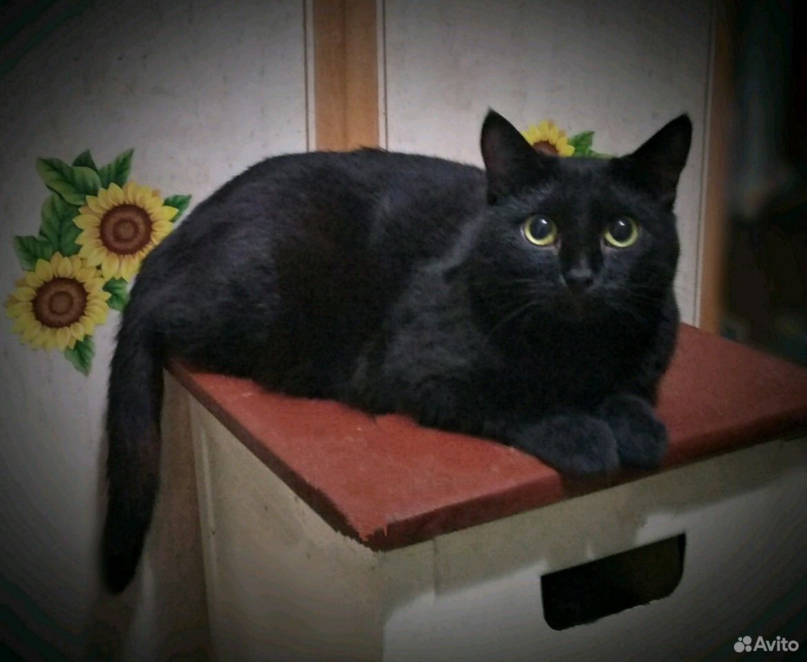 Мартышка в добрые руки