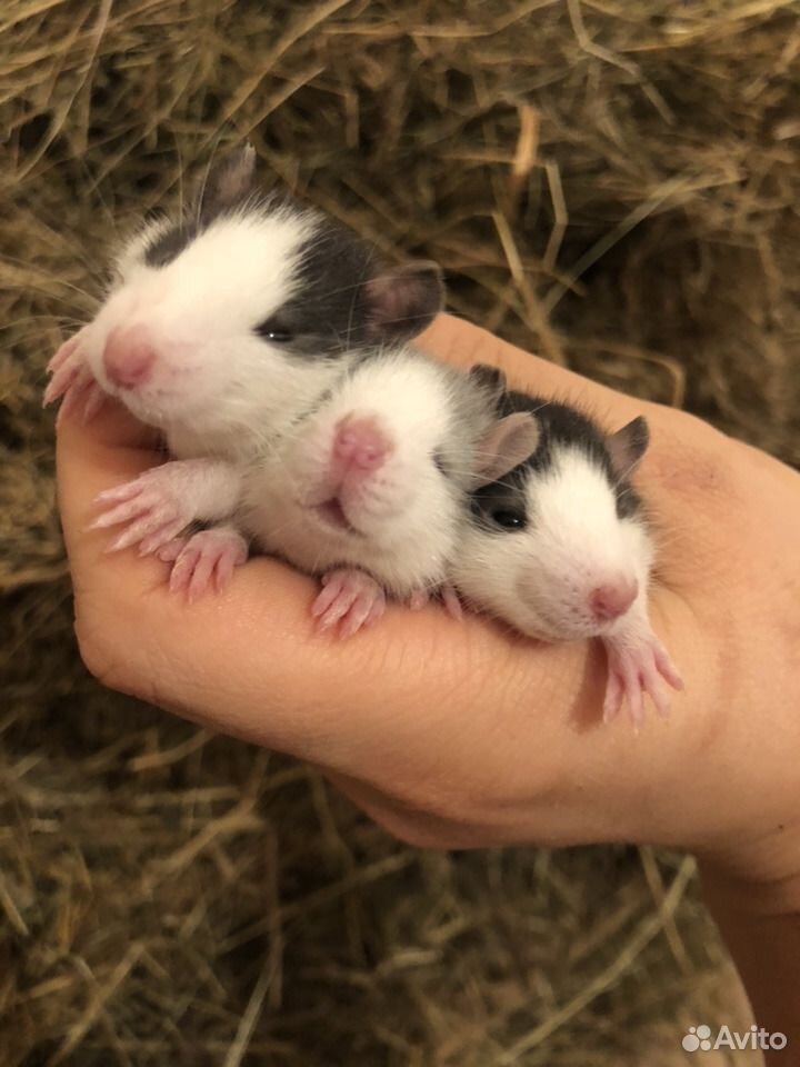 Крыса,крысята хаски