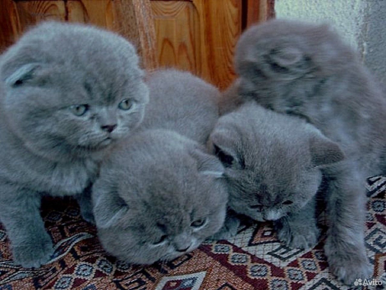 Вислоухие котята