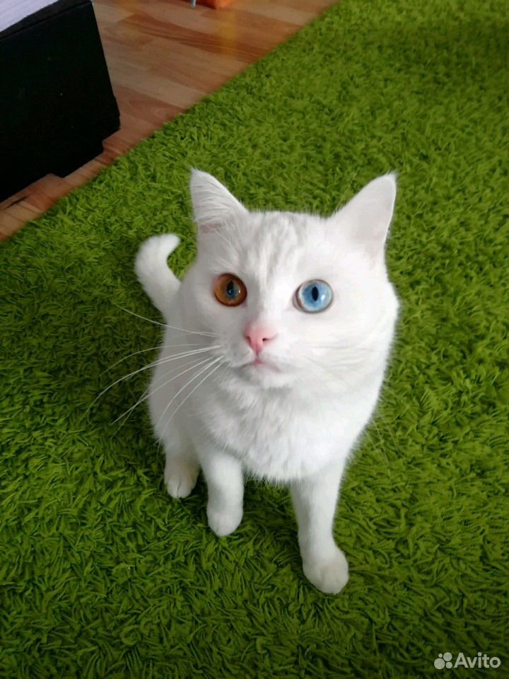Вязка с котом, белый, с гетерохромией, не глухой