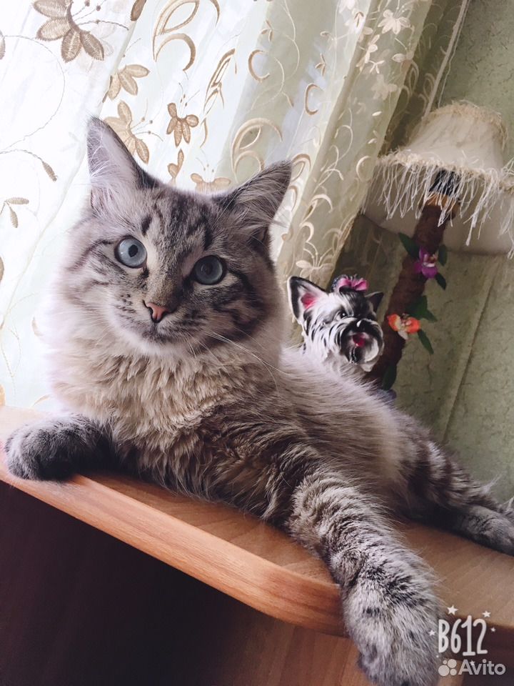 Вязка кота. Порода: Невский маскарадный