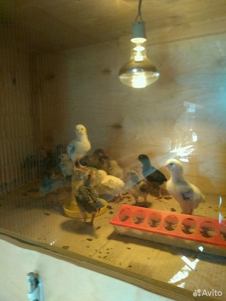 Инкубационное яйцо, цыплята