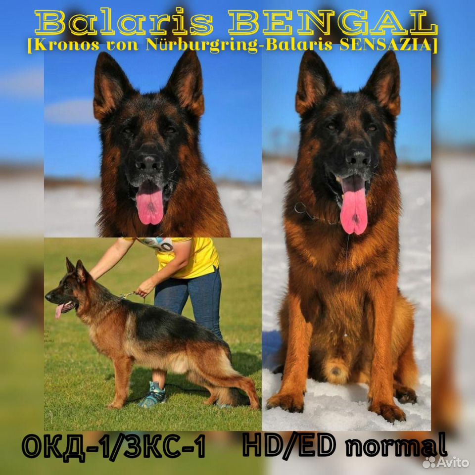 Предлагаются к племенному использованию