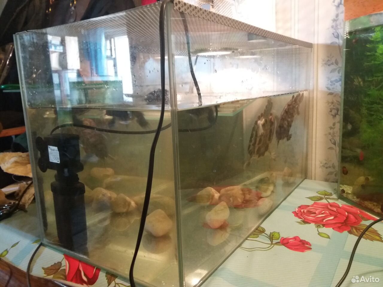 Черепашники