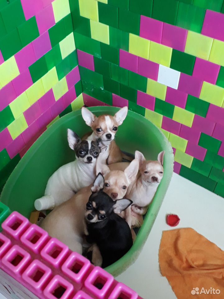 Чихуахуа мини и стандарт высокопородные