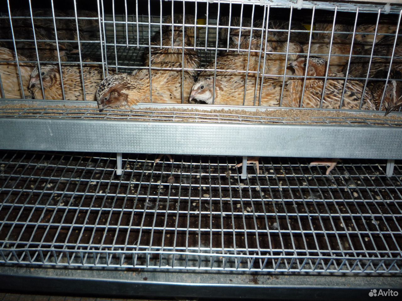 Инкубационное яйцо перепелиное