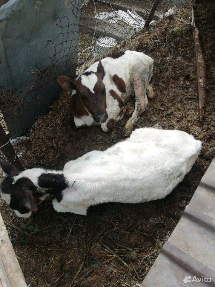 Тёлочка и бычек продам, месячные