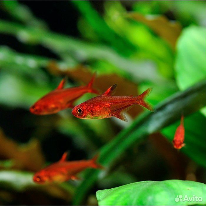 Hyphessobrycon amandae