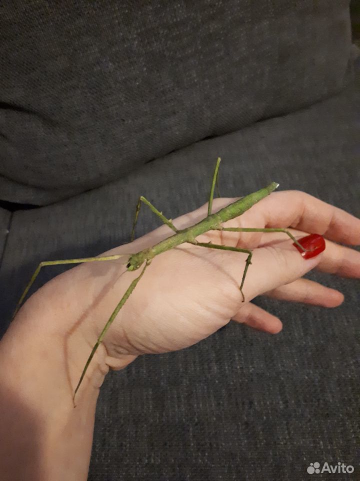 Палочники аннамские