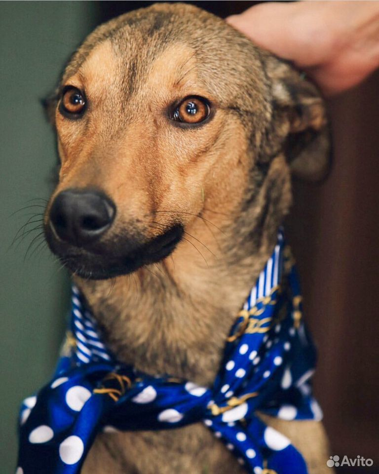 В дар, в добрые руки Симона