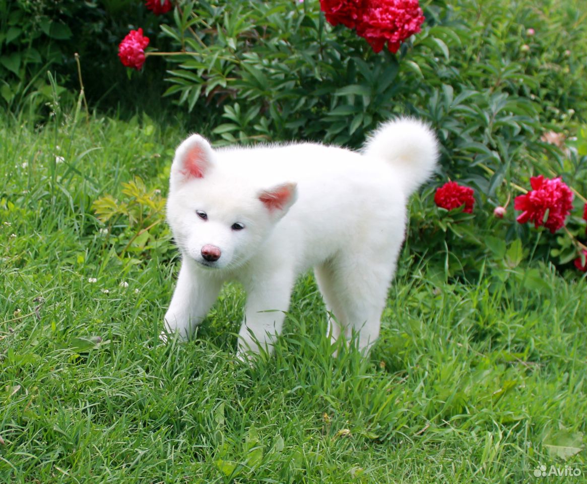 Шикарный блондин